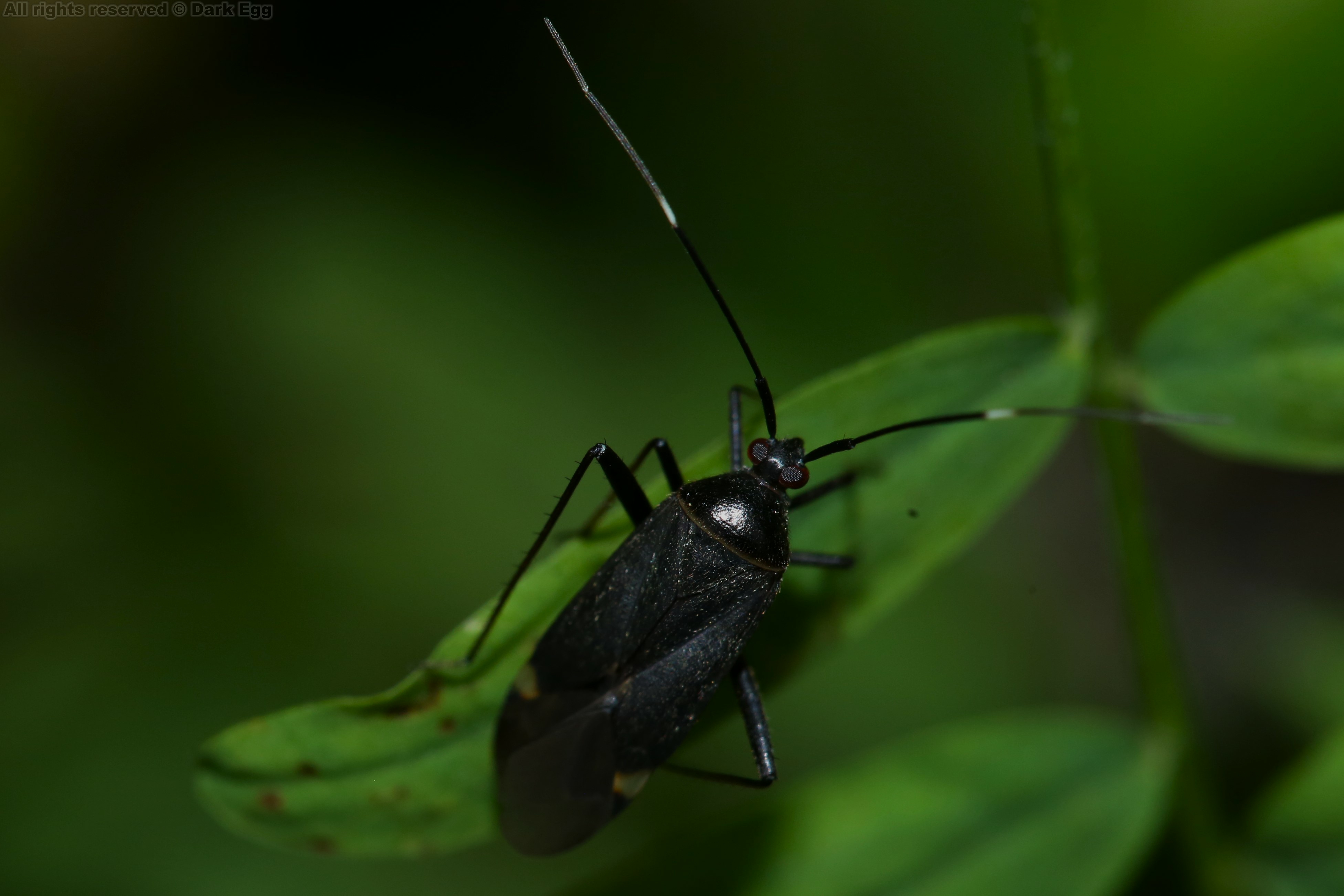 刘大鸭蛋的自然图库